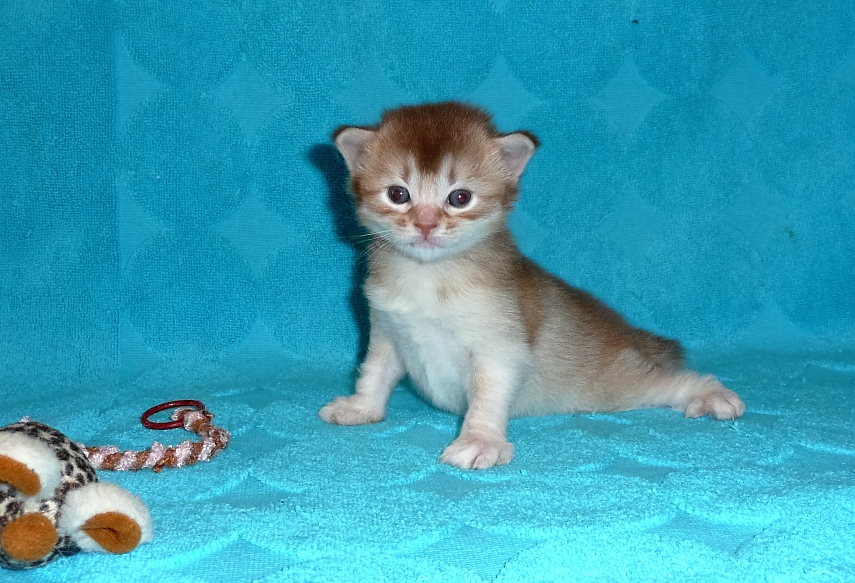 Information | Somali Cattery Jumanah