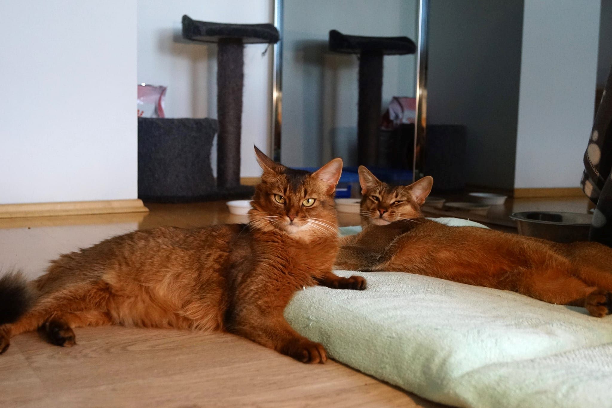 A sad chapter | Somali Cattery Jumanah
